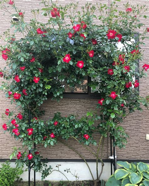 田中幸子 田中幸子 Added A New Photo