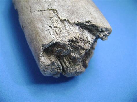 Plant Fossil Coconut Or Palm Fossil ID The Fossil Forum