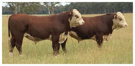 Generalidades De La Ganadería Bovina Hereford