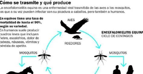 Confirmaron un caso de Encefalitis Equina del Oeste en un paciente de Santiago El diagnóstico