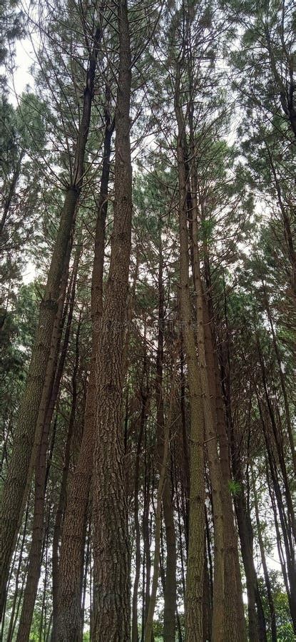 Java Pine Forest Stock Photo Image Of Forest Trees