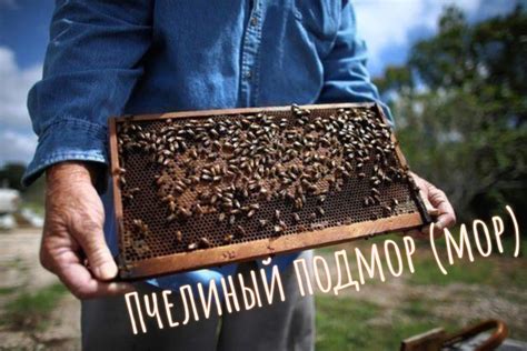 Секреты пчелиного мора Пчелиным подмором или пчелиный мор называют останки умерших пчёл