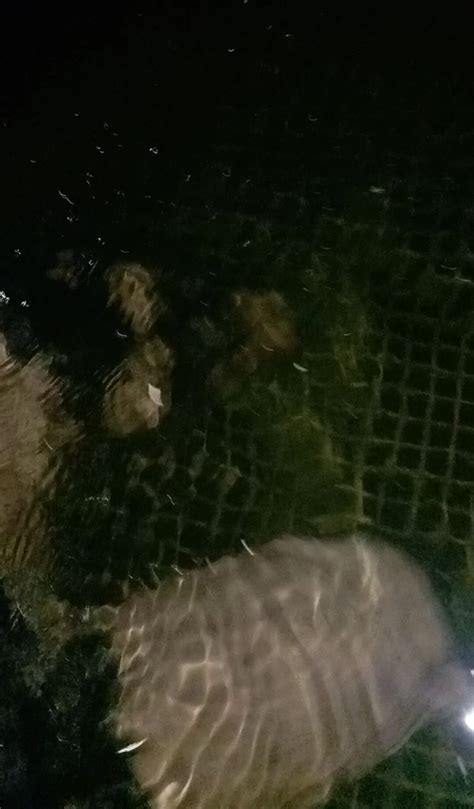 Dans Le Bassin ThisVid