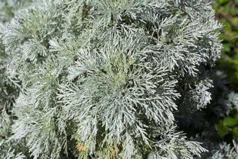 Artemisia Arborescens Shrub Wormwood Mugwort Sagebrush Wormwood