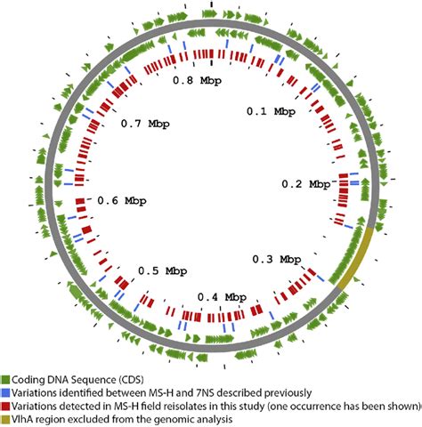 Map Of The Sequence Variations Detected In Ms H Field Reisolates Download Scientific Diagram