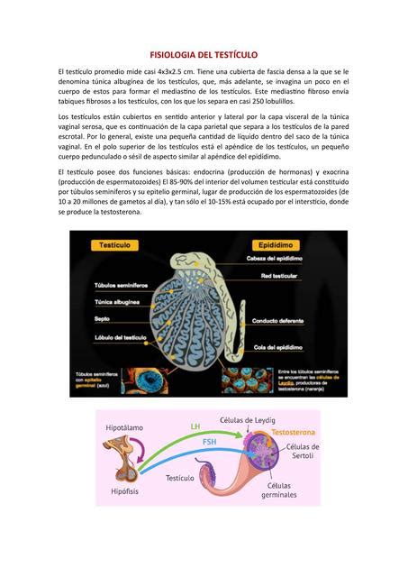Fisiología del Testículo YUDOC ORG uDocz