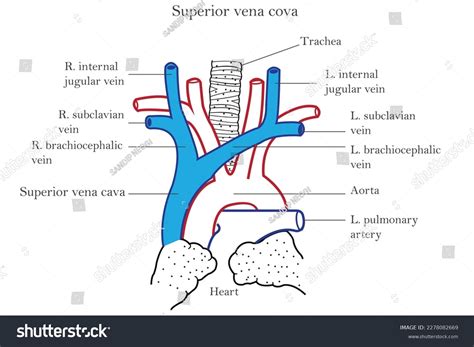 Superior Vena Cava Branches The Elements Of Embryology Embryology