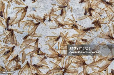 Mayflies Photos And Premium High Res Pictures Getty Images