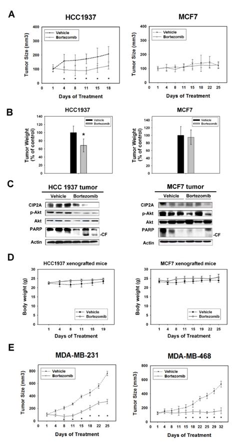 In Vivo Effect Of Bortezomib On Human Breast Cancer Cell Lines