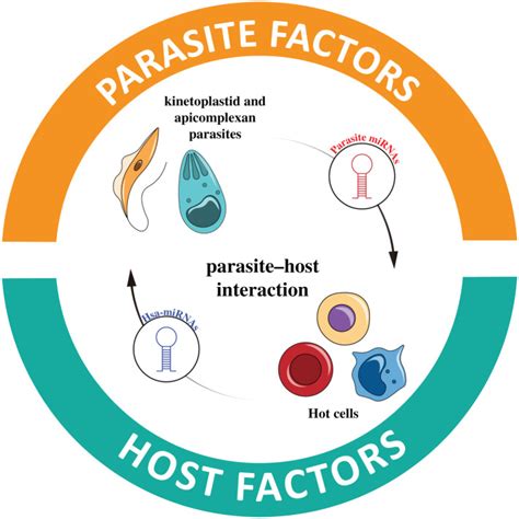 Micrornas Master Regulators In Host Parasitic Protist Interactions Pmc