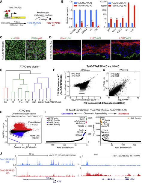 Tfap2c And P63 Dependent Networks Sequentially Rearrange Chromatin Landscapes To Drive Human