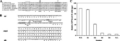 Mapping Of The Ompa Promoter A Alignment Analysis Of Putative Ompa