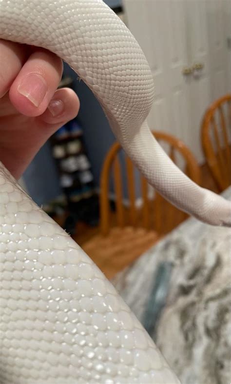 Please Help Ball Python Belly Scales Peeling