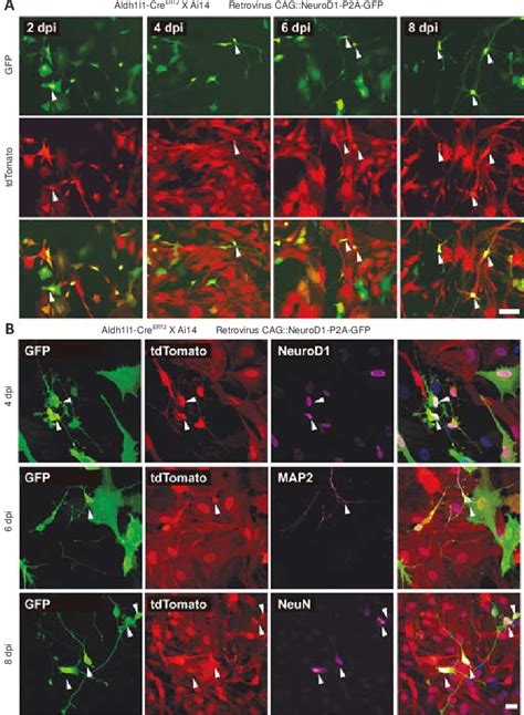Direct In Vitro Conversion Of Astrocytes Isolated From Astrocytic