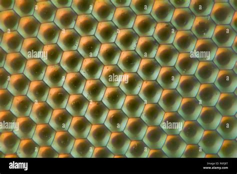 Extreme Magnification Compound Eye Texture Under The Microscope Stock