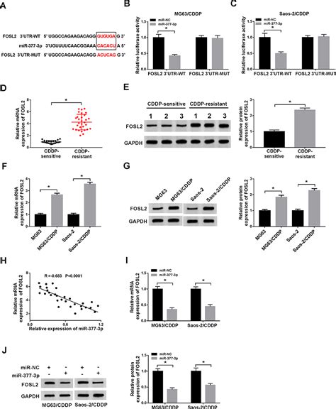Long Non Coding Rna Oip5 As1 Knockdown Enhances Cddp Sensitivity In Os
