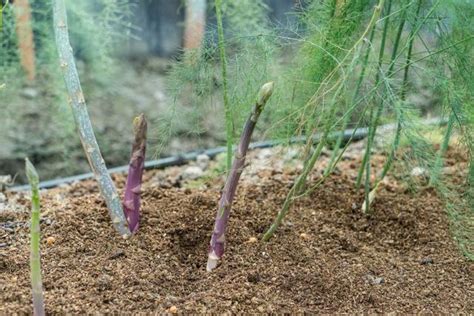 蘆筍種植過程中會出現哪些畸形現象如何防止其發生 每日頭條