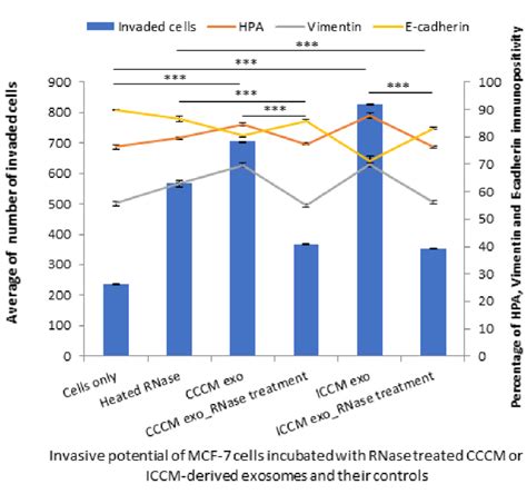 Invasive Potential Of Mcf 7 Cells Shown By Matrigel Invasion Assay
