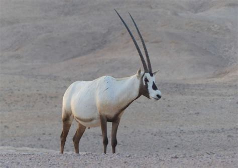 How These 10 Creatures Came Back From The Brink Of Extinction