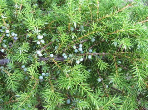 Lab Quiz Flashcards Quizlet