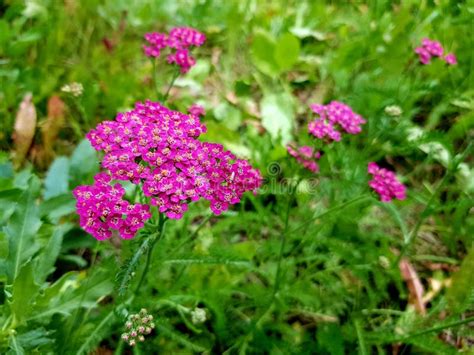 Flor De Lilo En Un Prado Verde Foto De Archivo Imagen De Camino Oscuro 259573890