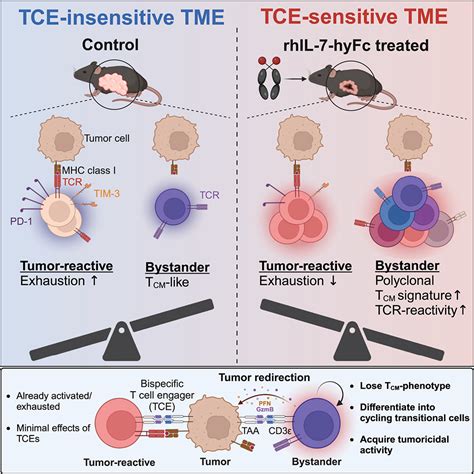 Il 7 Primed Bystander Cd8 Tumor Infiltrating Lymphocytes Optimize The