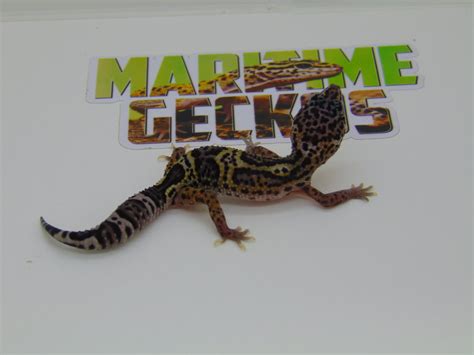Maritime Geckos For Sale Leopard Geckos
