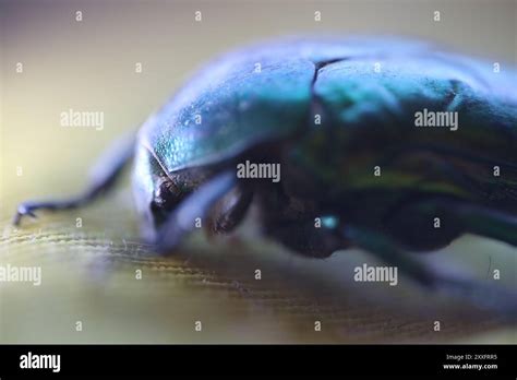 June Bug Green Bug Ultra Macro View Extreme Close Up Green Beetle