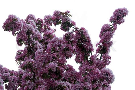 Prunus Tree Flowers Colourbox