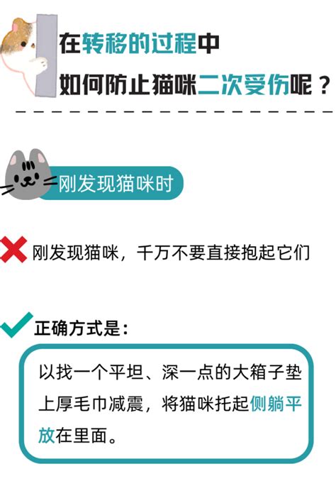 送坠楼小猫去医院如何避免二次伤害 病症 维宠宠物导航网