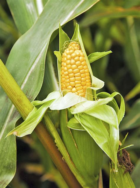 Instituto Mais Bar Com Temática Esportiva Abre As Portas Em Brasília