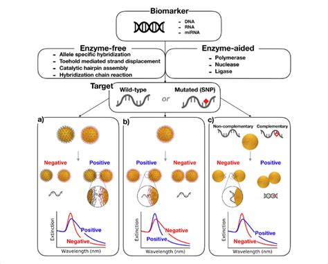 Figure 3 Gold Nanoparticle Based Colorimetric Assays In The Colloidal