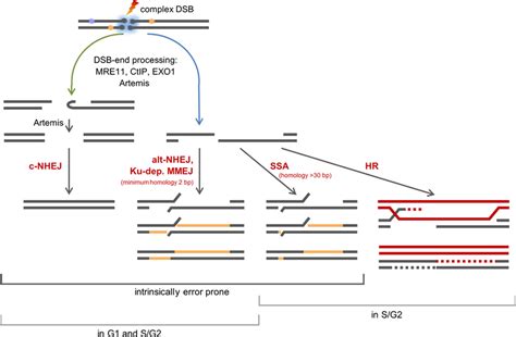 Scheme Of The Repair Of Complex Carbon Ion Induced Dsbs Dsbs That