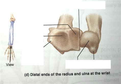Radius And Ulna Distal Diagram Quizlet