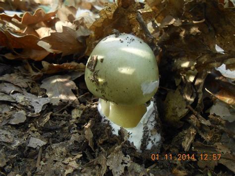 Amanita Phalloides Зелена Мувоморка Зелена пупавка Смртно отровна