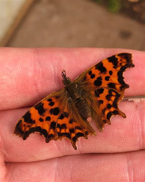 Comma Butterfly Polygonia C Album Eggs For Sale Bugs And Butterflies Uk