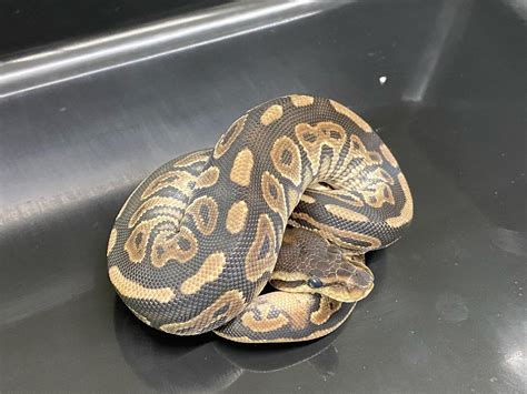 Python Regius Cinnamon Het Piebald Reptile Univers Cues