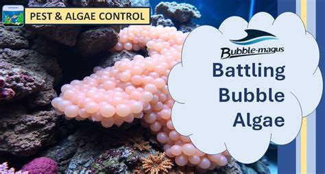 Battling Bubble Algae A Smart Guide For Reef Tank Owners Bubble Magus