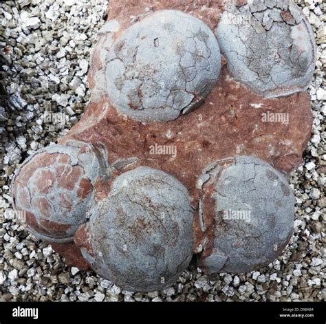 Dinosaur egg hi-res stock photography and images - Alamy