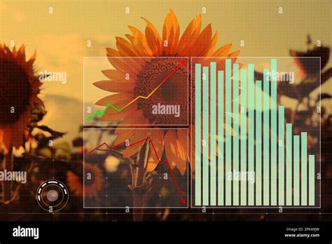 agricultural crisis sunflower field and illustration of graph showing