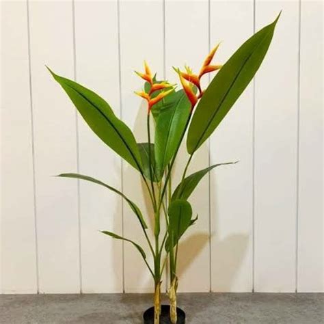 Jual Tanaman Hias Pisang Heliconia Pisang Heliconia Jakarta Utara