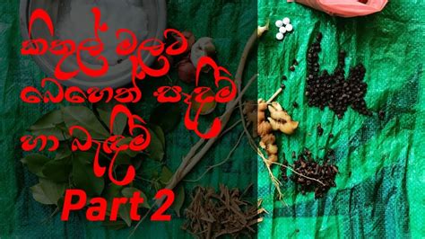 කිතුල් මලක් නිවැරදිව සාදමු Part 2 කිතුල් මලට බෙහෙත් සෑදීම හා බෙහෙත්