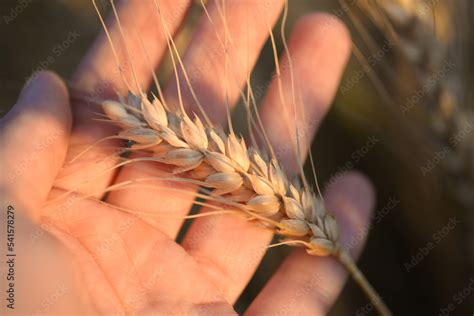 Grain Of Wheat Spikelet In The Palm Of Hand Field Ripe Yellow Golden