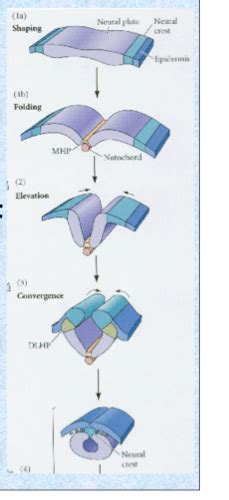 L02 Development And Anomalies Of Cns Flashcards Quizlet