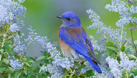 Bluebirds Wild Birds Unlimited Wild Birds Unlimited