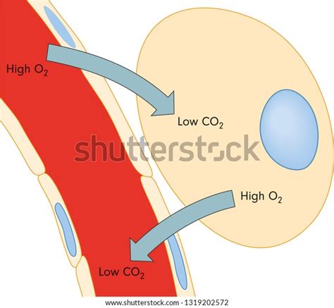 Diffusion Enables Oxygen Enter Cells Carbon เวกเตอร์สต็อก ปลอดค่าลิขสิทธิ์ 1319202572