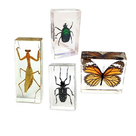 Insect Specimen Set Beckers School Supplies
