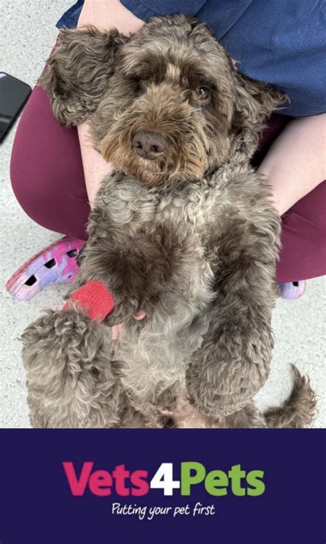 Vets Hugo The Cockapoo Loving A Cuddle But Hes Not So Keen On