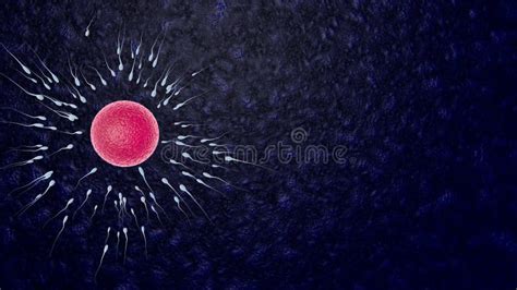 Fusion Of Two Haploid Gametes To Form A Diploid Zygote Stock Vector