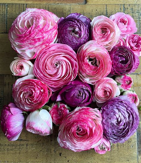 Growing French And Italian Ranunculus From Seed